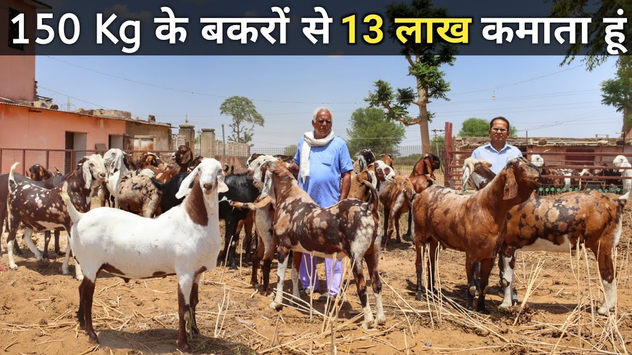 घर बैठे Heavy Weight Goat तैयार कर करते हैं लाखों की कमाई | 150 किलो के ...