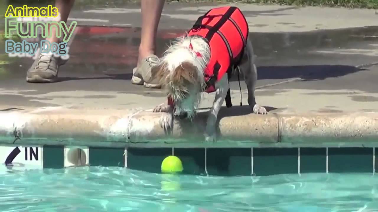 Funny Dogs play Ball in swimming Pool Compilation 2015 - YouTube