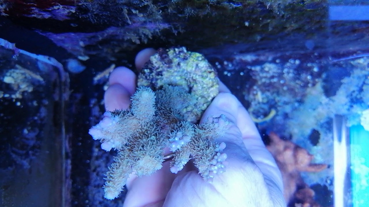 Acropora horrida-M coral gandalf - YouTube