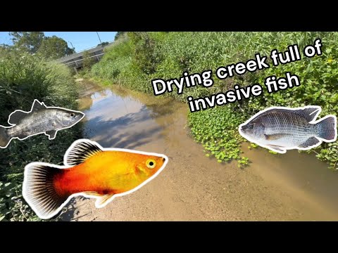 Catching pest aquarium fish Australia EP.4 - YouTube