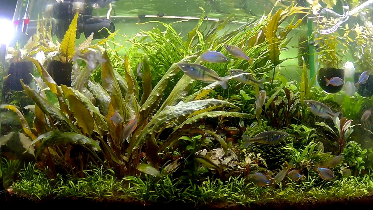 20 Gallon Rainbow Fish Tank 05082017 YouTube 20 Gallon Rainbow Fish Tank 05082017 YouTube