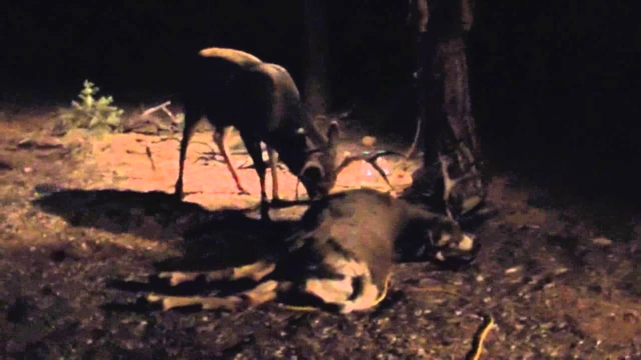 Buck attacks dead buck after hunt in colorado - YouTube