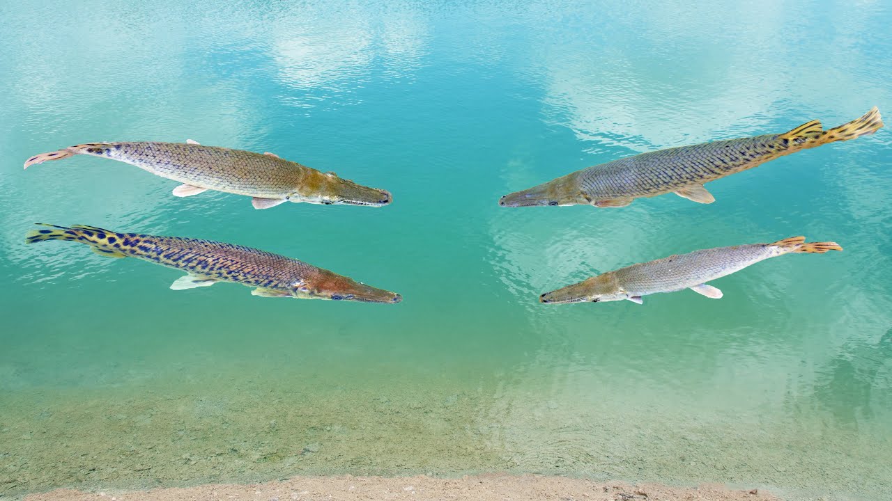 Putting My Baby Pet Alligator Gar in Their New Pond! - YouTube