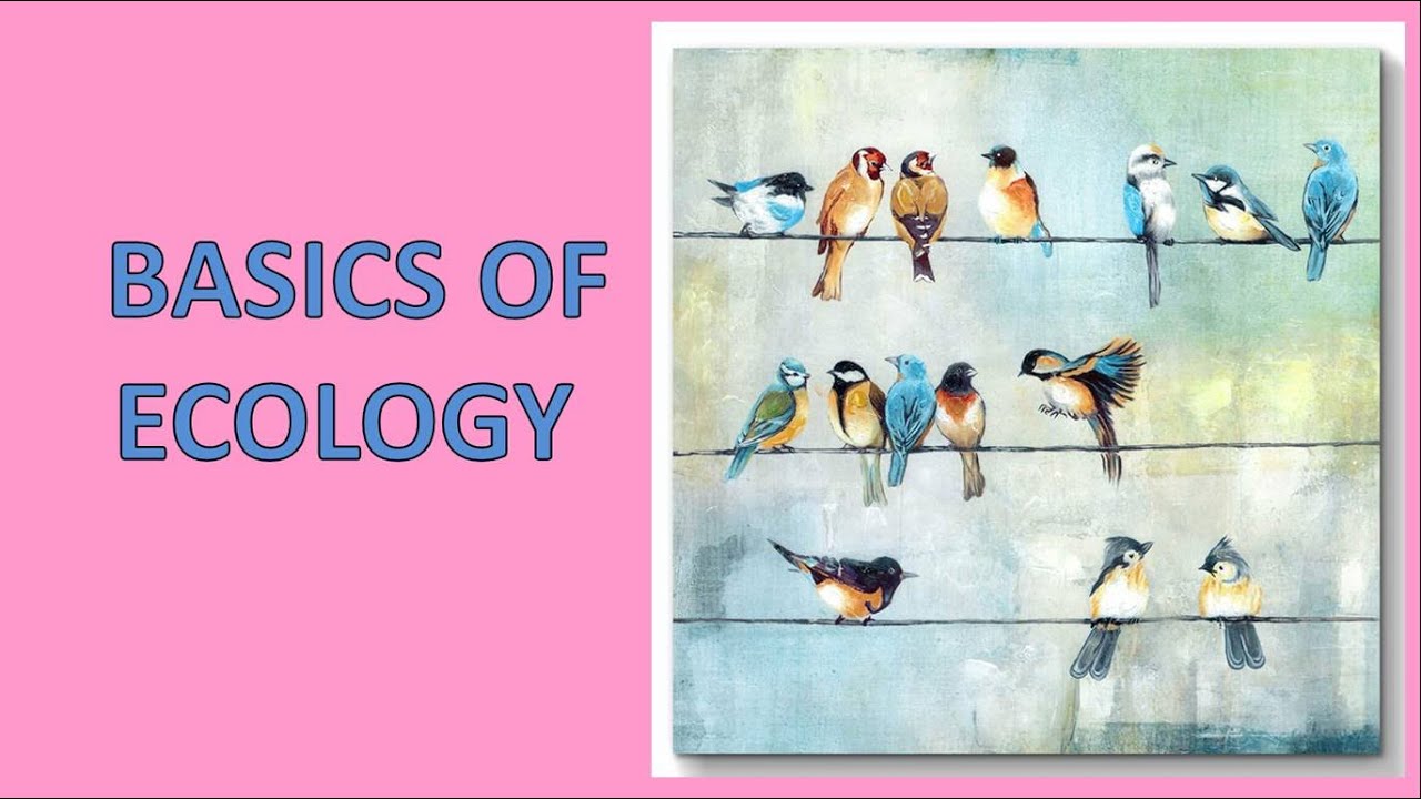 BASICS OF ECOLOGY - UPSC ENVIRONMENT AND ECOLOGY - YouTube