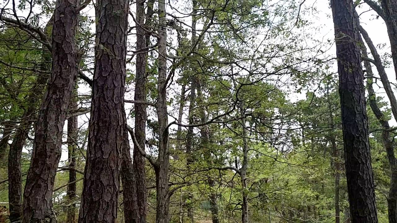Cape Cod trees infested by caterpillars - YouTube