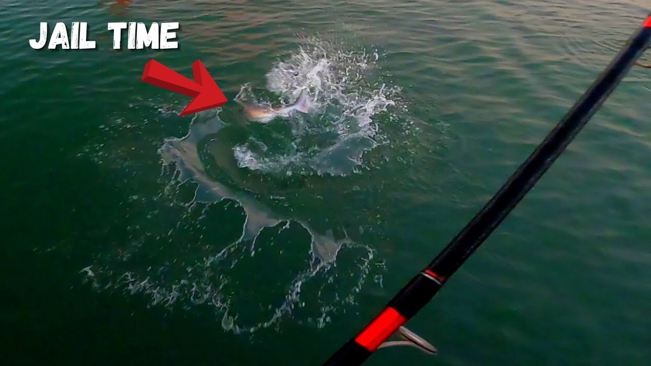 These fish are FEDERALLY PROTECTED and will give you JAIL TIME - YouTube