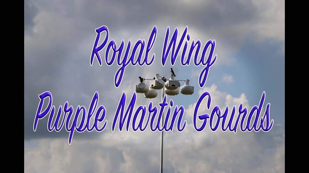 Royal Wing Purple Martin Gourds - YouTube