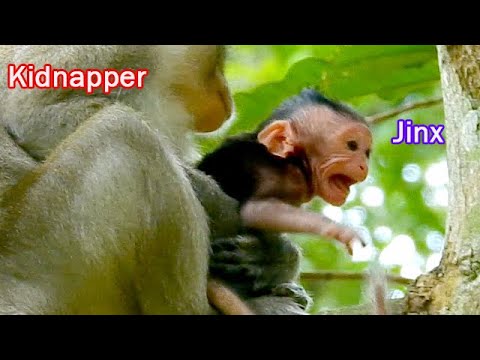 Baby Jinx cry tantrum so scare on high tree stay with kidnapper ,First ...