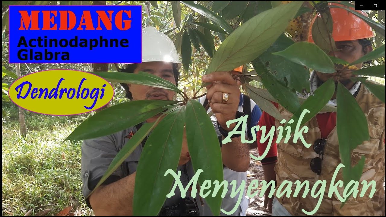 Pohon Medang ( Actinodapne Glabra ), Ayuk Kita Belajar Tentang ...