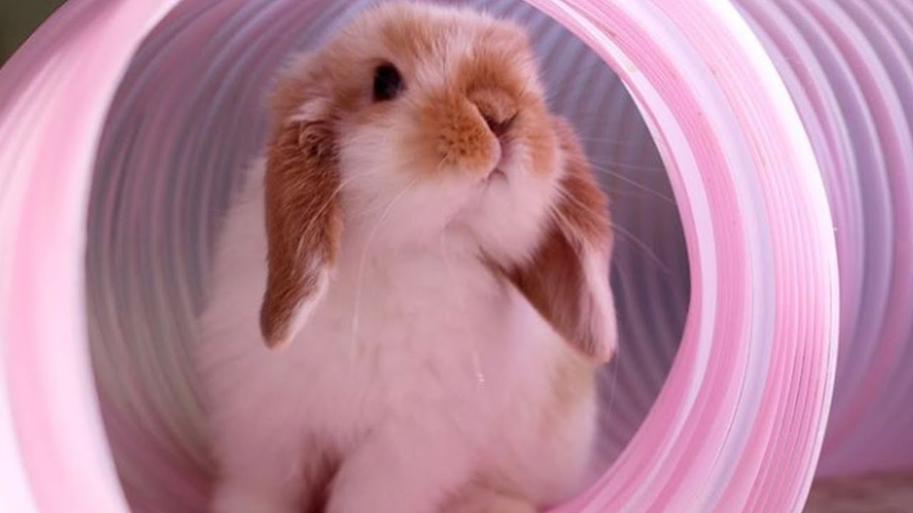 Rabbits Are Very Funniest Animal In The World | Funniest Baby Bunnies ...