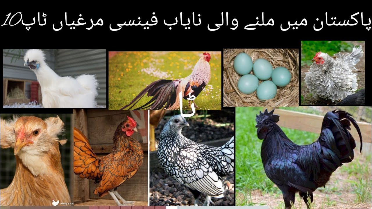 fancy hens pakistan top 10 fancy hens deatails - YouTube