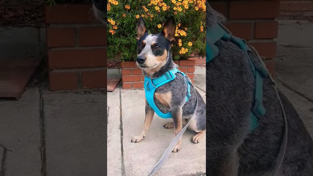 A Short Journey With Marshy #dog #puppy #love #beautiful #blueheeler # ...