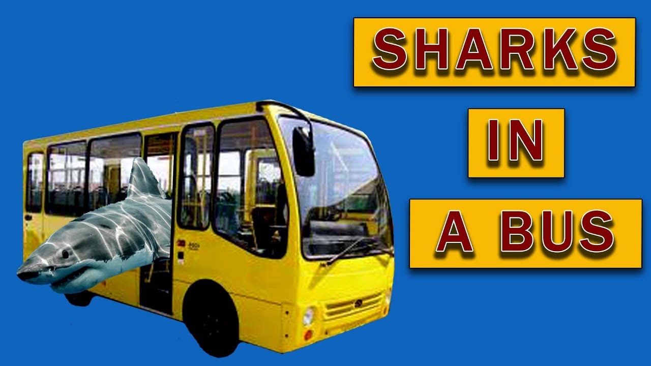 Sharks in a bus. - YouTube