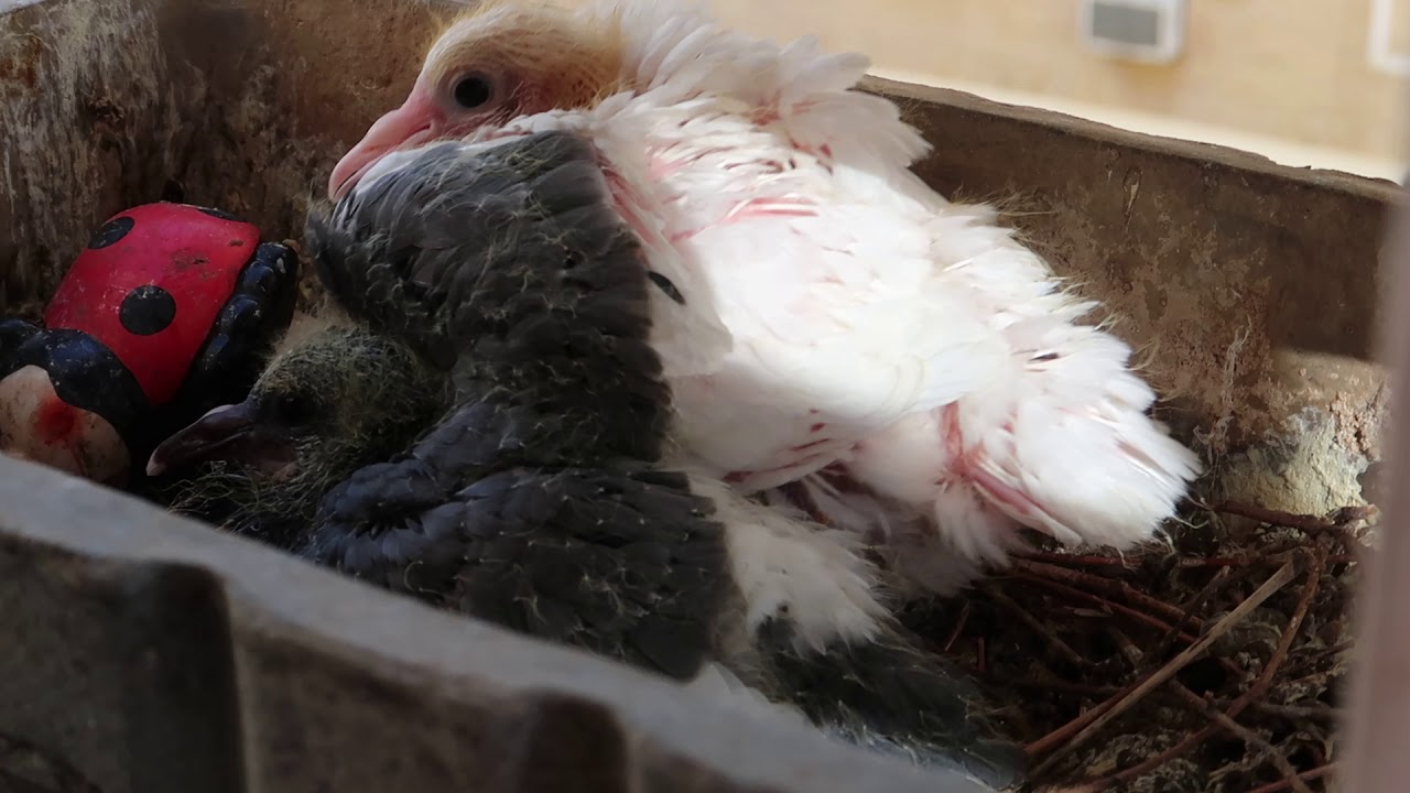 NACEN CRIAS DE PALOMAS EN MI BALCÓN - VBLOG - YouTube