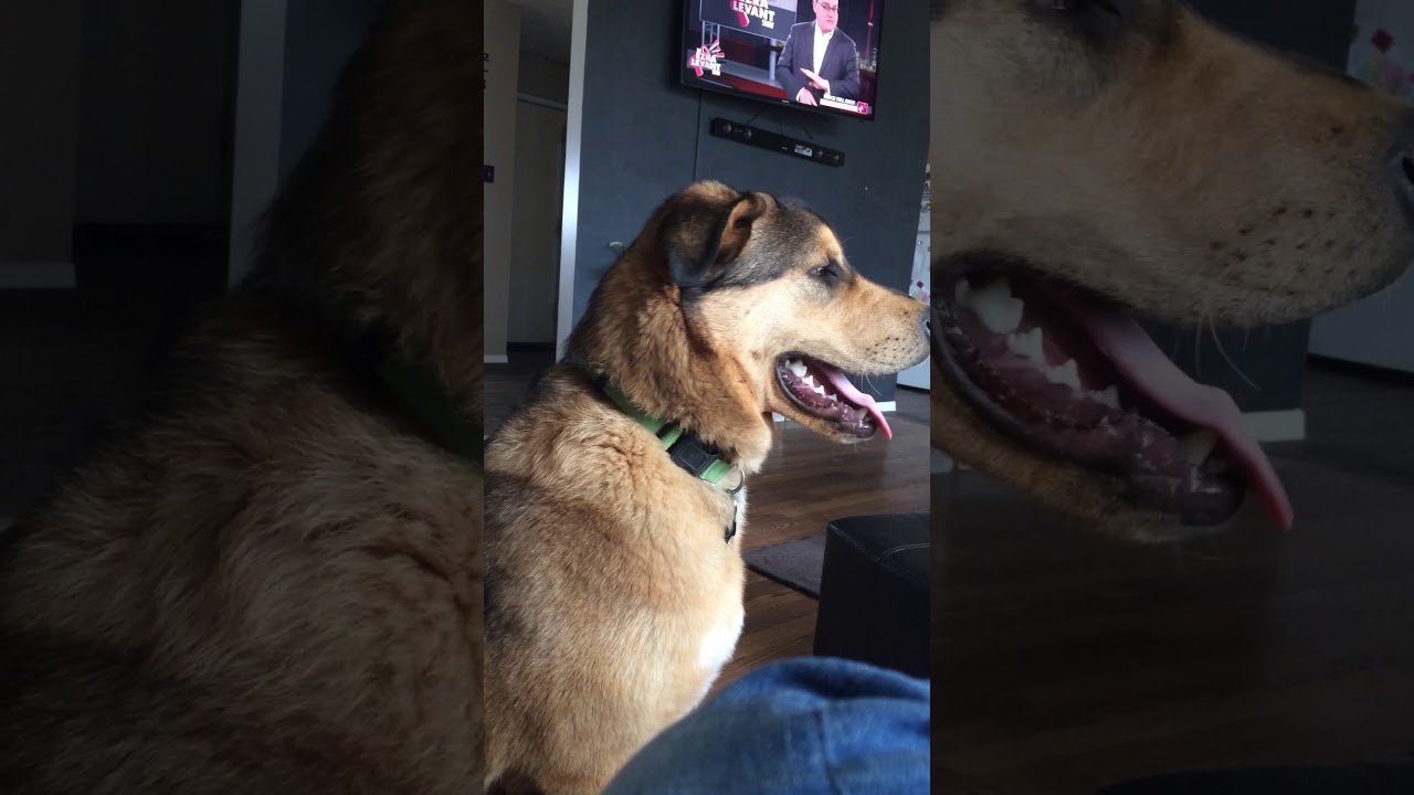 Just my dog idk what he’s doing lol - YouTube