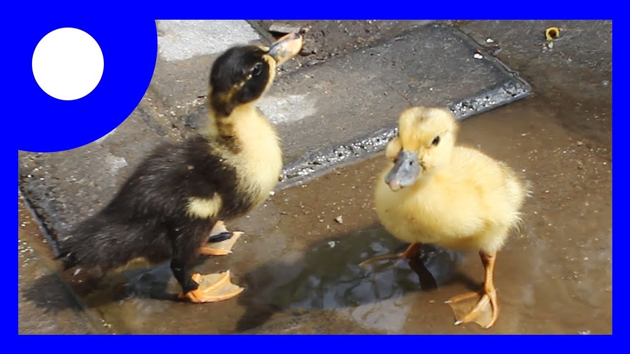 Satria Fun n Play Naik Sepeda Roda Tiga Beli Bebek Kuning Berenang Cute ...