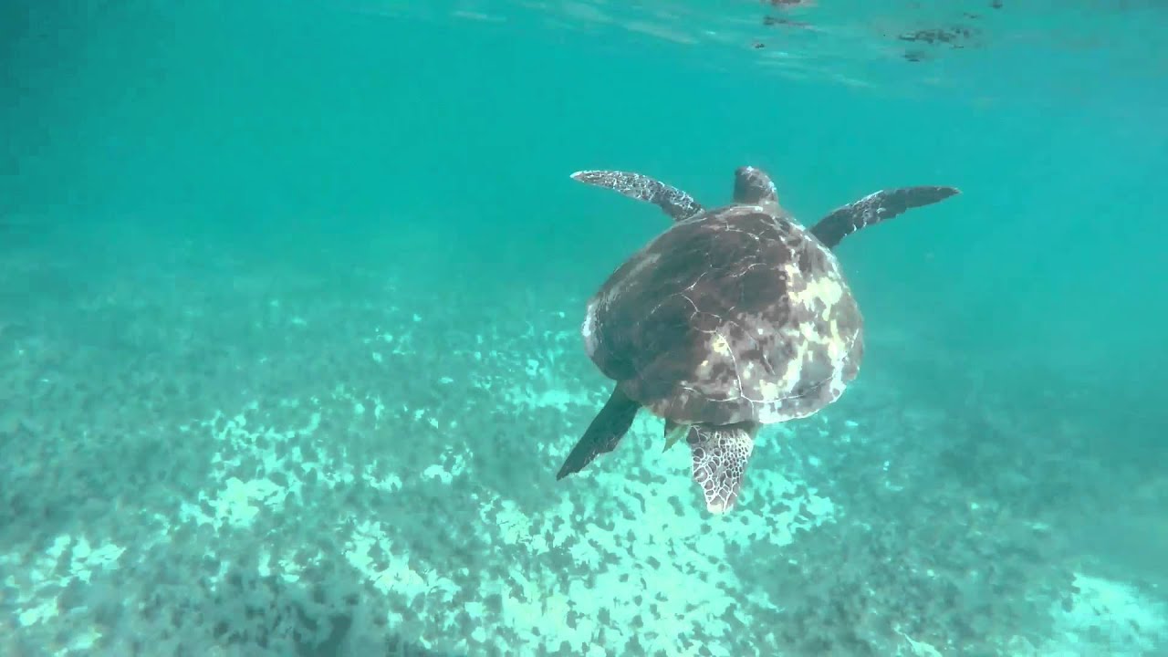 Swimming With Sea Turtles in Akumal Bay Mexico - YouTube