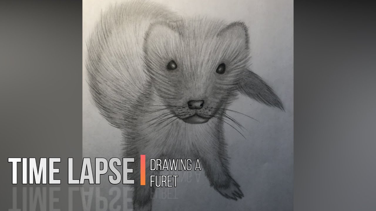 Time lapse drawing - furet - YouTube