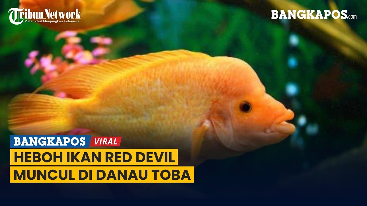 Heboh Video Ikan Red Devil yang Agresif Muncul di Danau Toba - YouTube