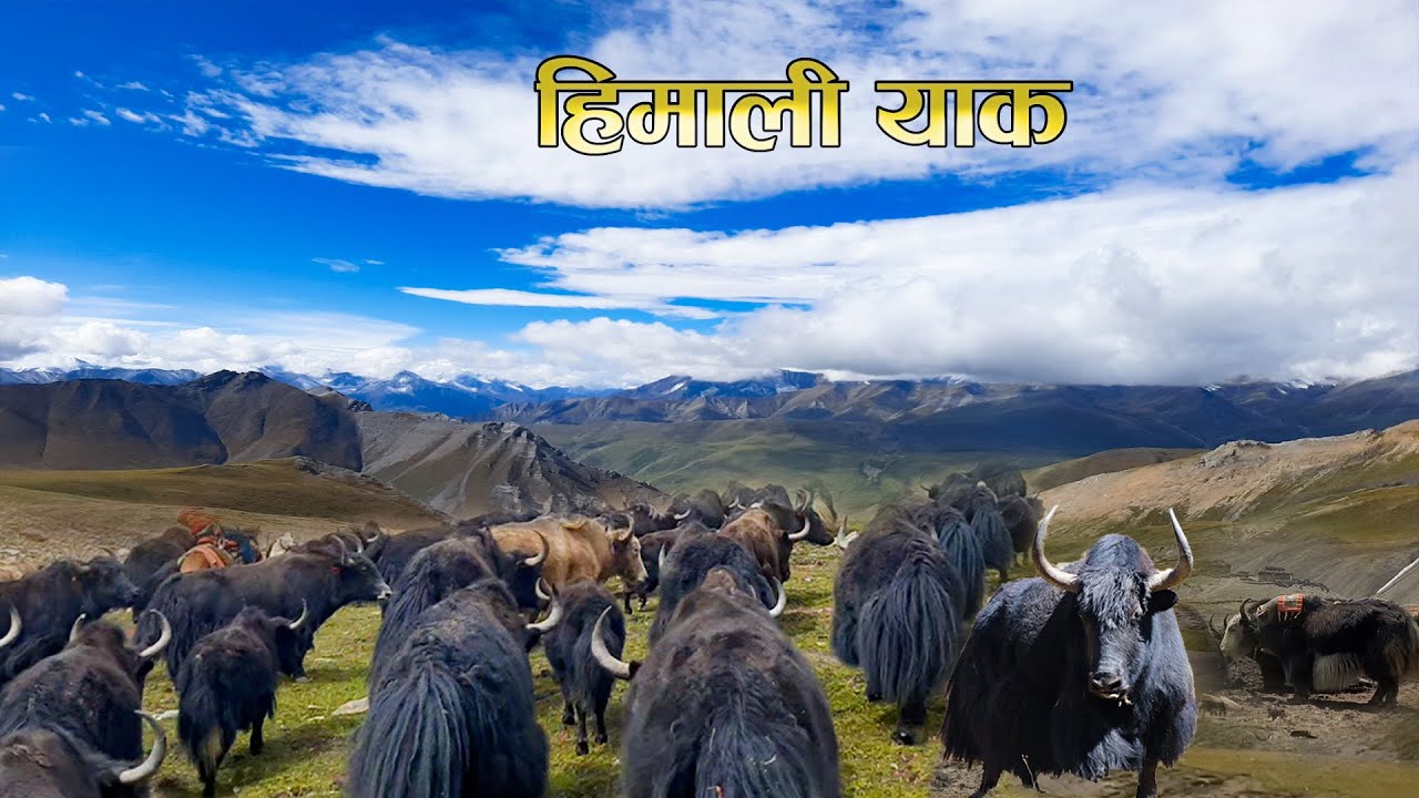 The Himalayan Yak.The main means of transportation. Animals found in ...
