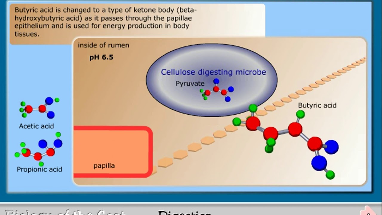 Digestion in the Goat - Rumen Fermentation - YouTube