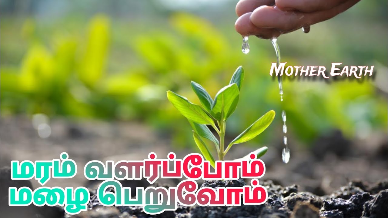 2st Tree planted 👍 | Punga maram-புங்க மரம் | #treeplanting #planttrees ...