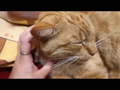 ASMR - rudy kot mruczy, purring cat - no talking 😍 ️☺️ - YouTube