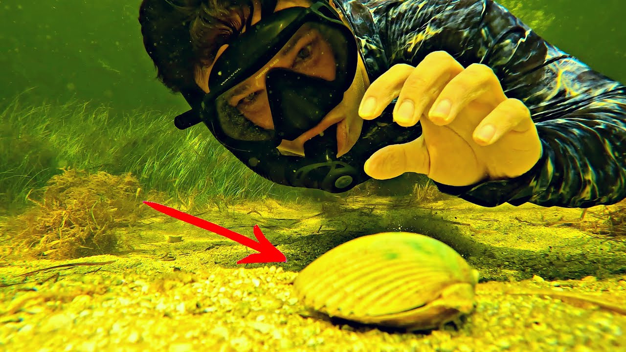 How to Catch, Clean, and Cook your own Scallops in Florida *EASY* - YouTube