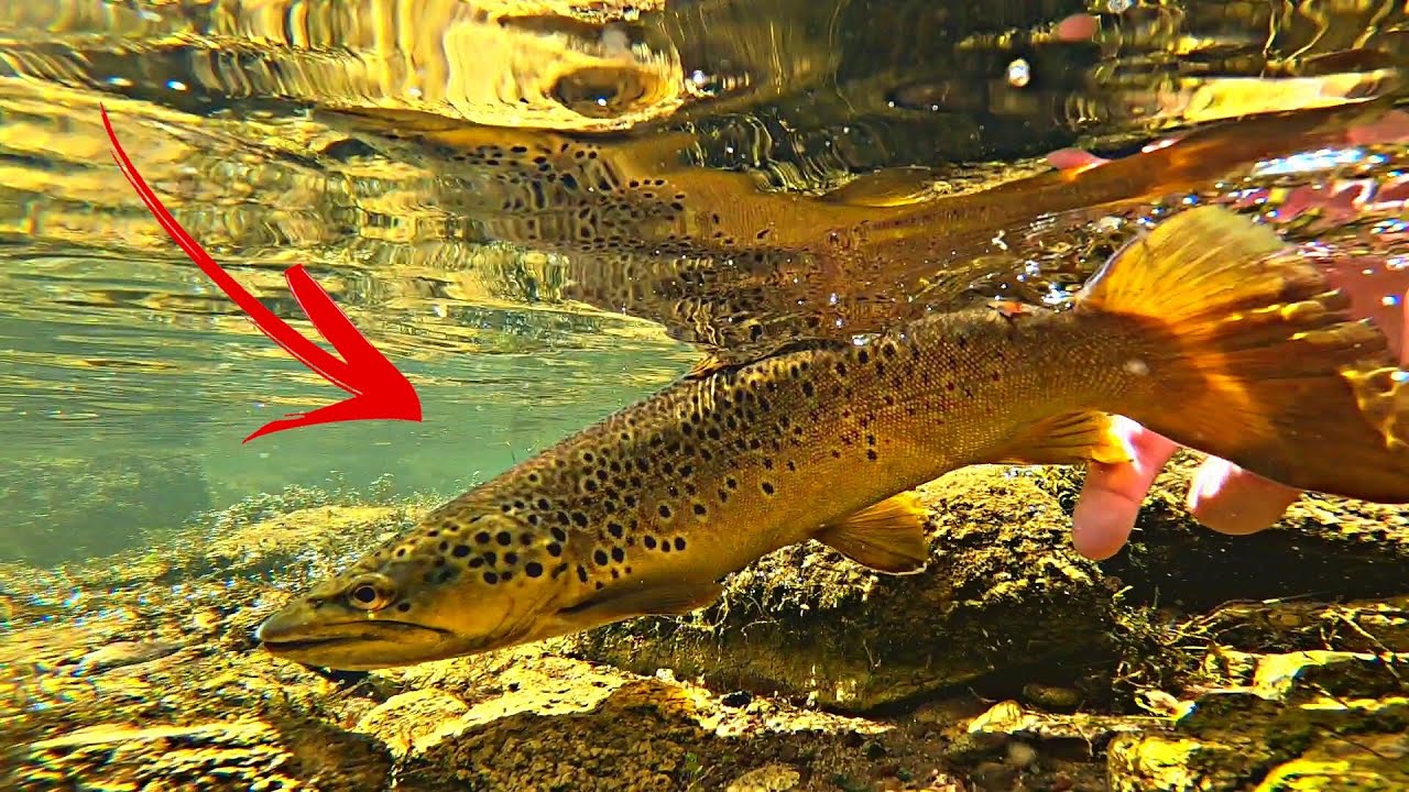 Fishing Utah's GREEN RIVER for TROPHY TROUT! (Giant Brown Trout!) - YouTube
