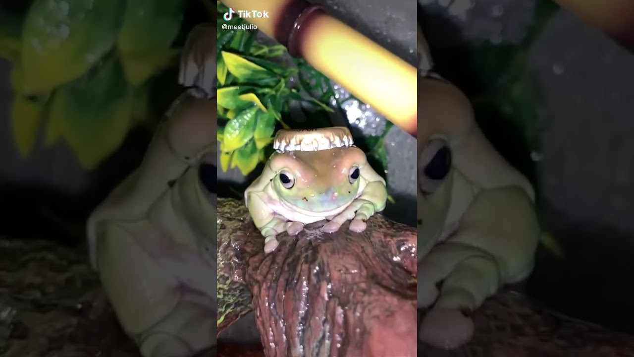 KING JULIO THE FROG PT.56 - YouTube