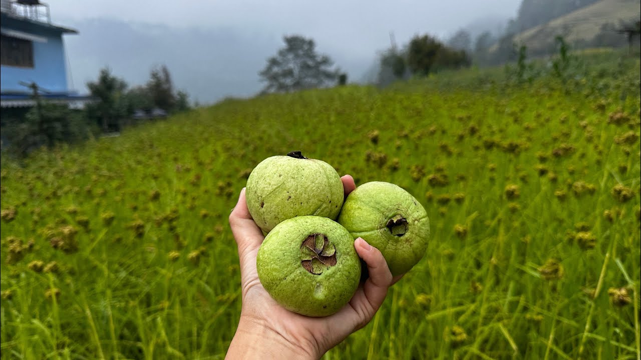 The Organic Life of Sikkim Millet Harvesting season and Autumn season 🍃 ...