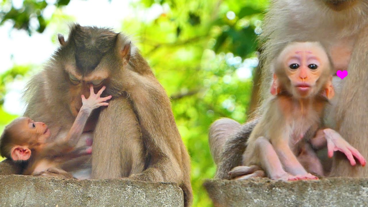 Wow...A little baby monkey Roman make a cute mouth. - YouTube