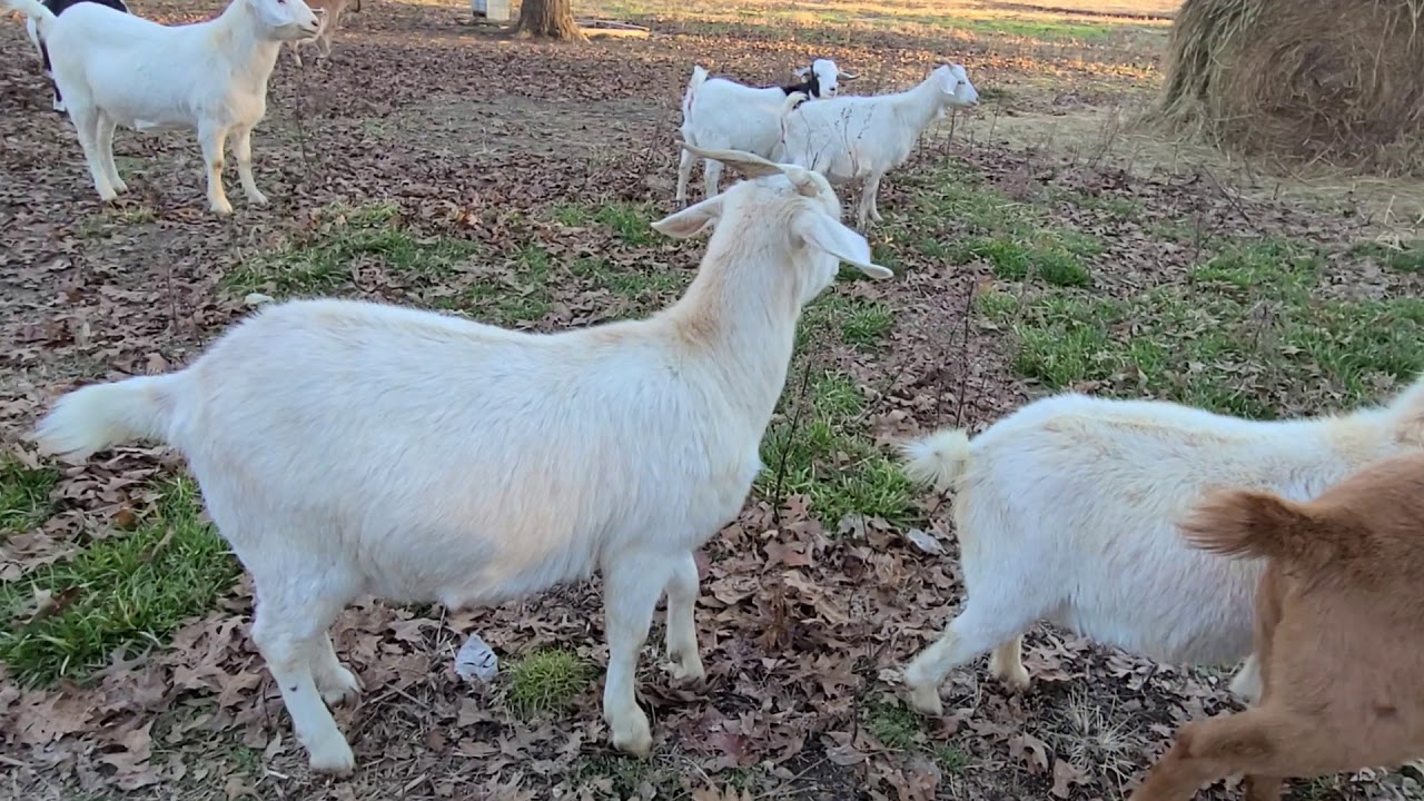 introducing the yearling does to the main goat herd - YouTube
