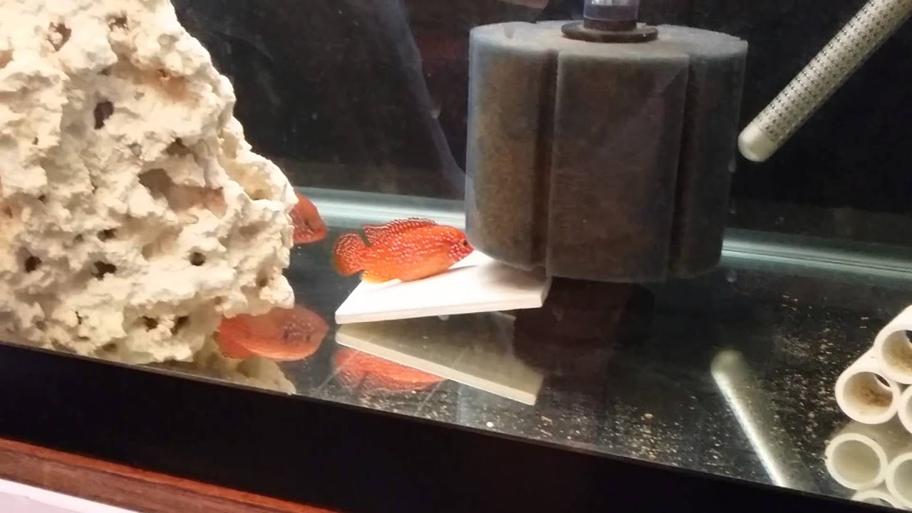 20140711 Red Jewel Cichlid Fry - Final Update - YouTube