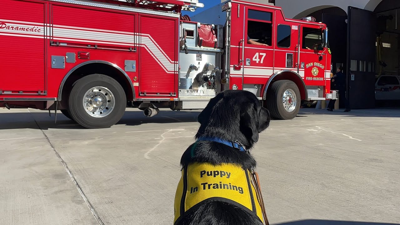 Service Dog Pups Visit Fire Station 47 - YouTube
