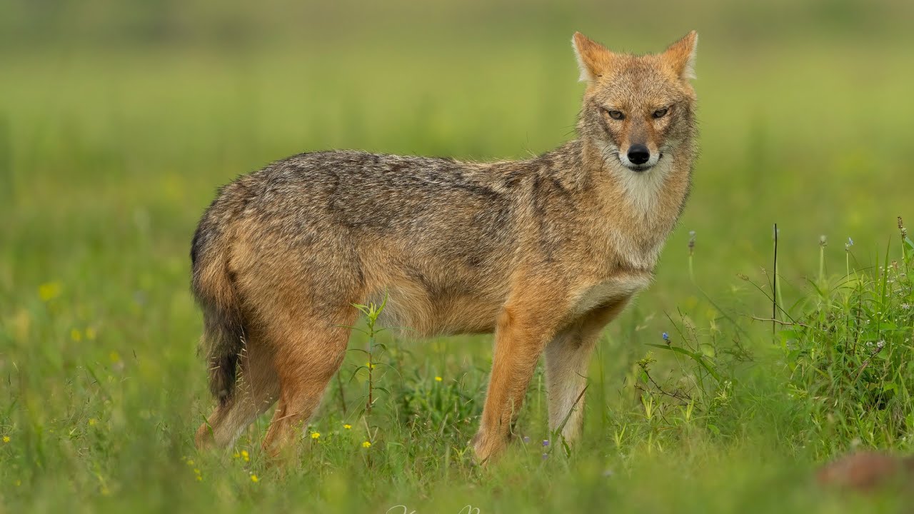 Indian Golden Jackal - YouTube