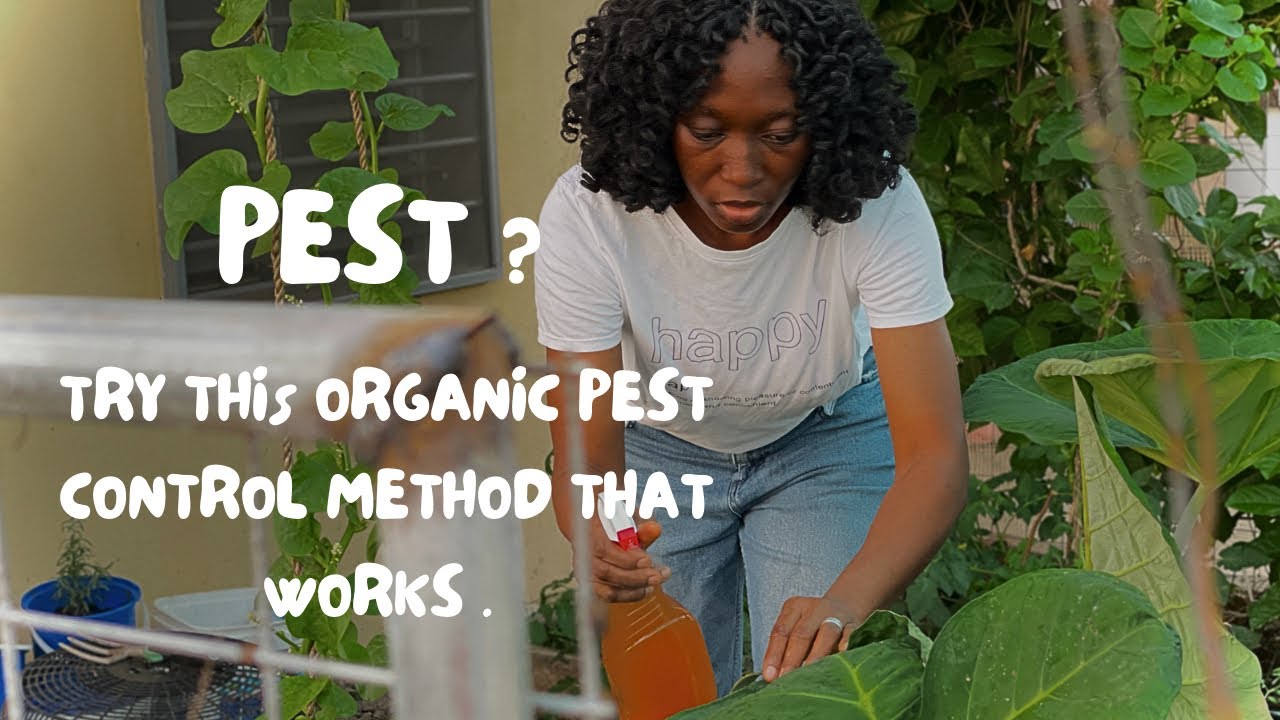 ORGANIC WAYS TO CONTROL PEST IN YOUR GARDEN / How to control pest in ...