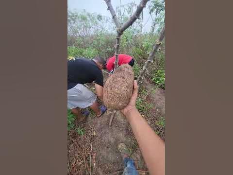 sacando yuca #1. un día 🌏🏕 - YouTube