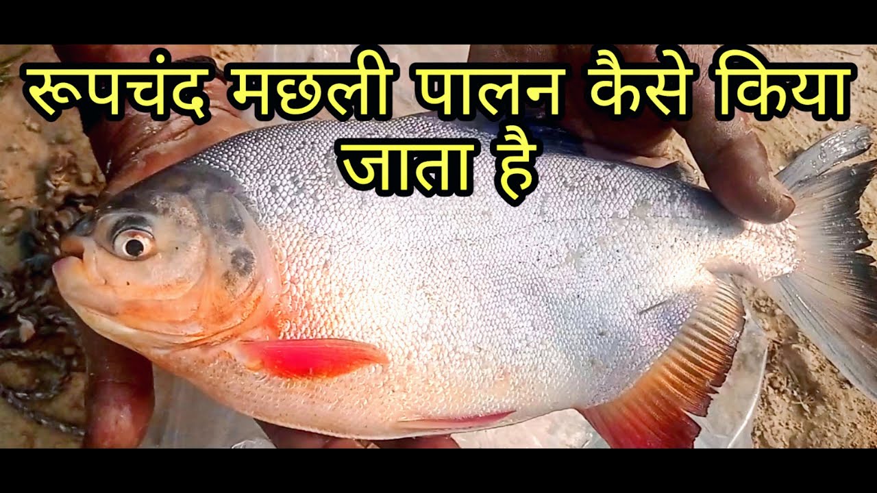 How to do Roopchanda Fish Farming ।। रूपचंद या पॉप्युलेट मछली का पालन ...