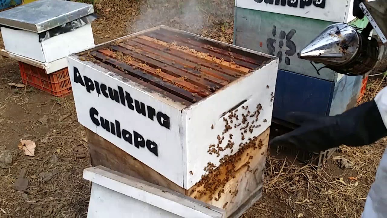 Colmena doble reina (finalizacion) - YouTube