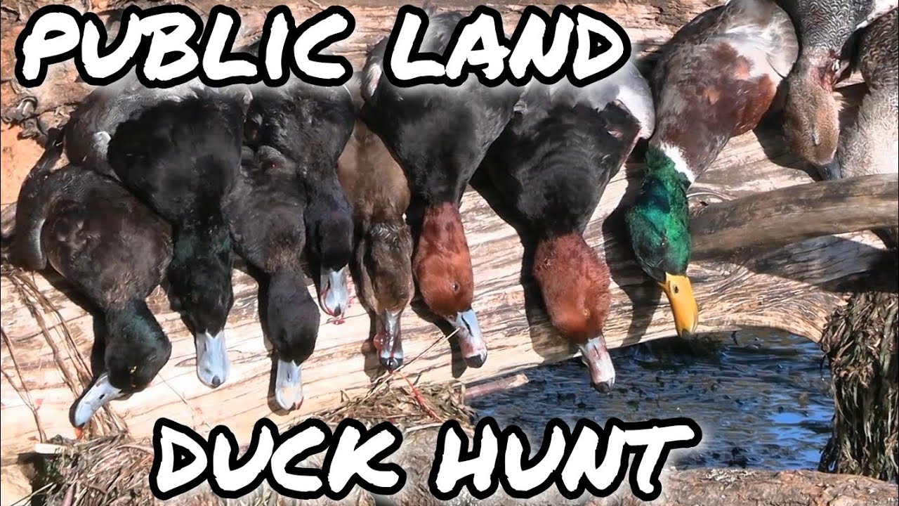 Public Land Duck Hunt 2023 - Divers AND Puddle Ducks - YouTube