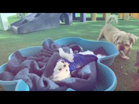 Laughing Dog Inn - YouTube