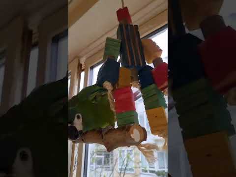 Papegøjer Helt uden filter : Louis og Kenzo gir den gas :D