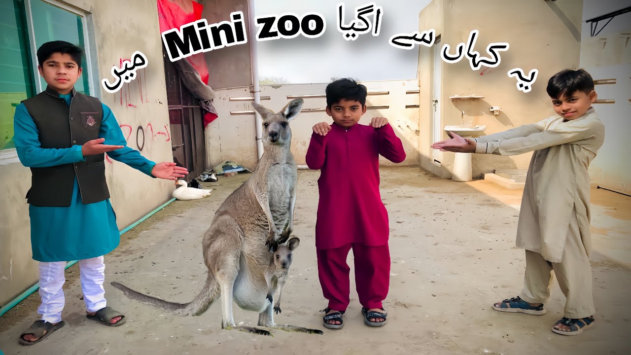 Mini zoo main Kangaroo lay aye/Saim pets vlog - YouTube