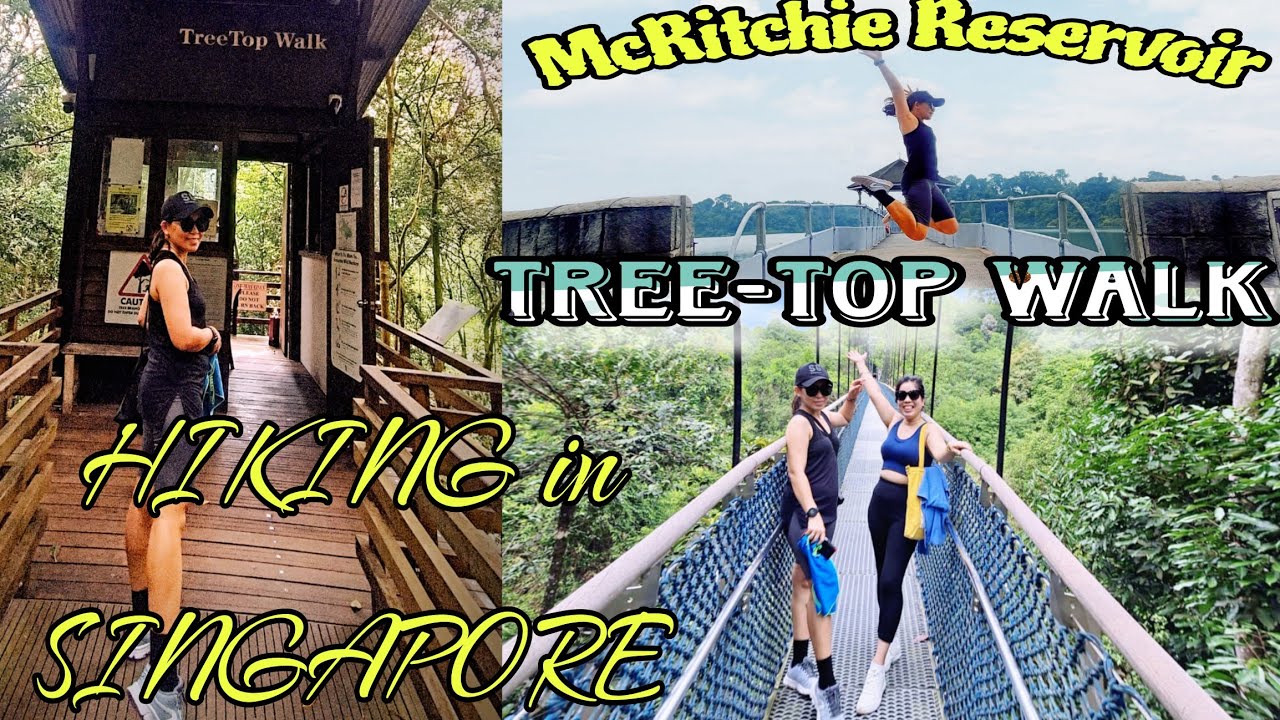 TreeTop WALK HIKE via McRitchie Reservoir park || Hiking in Singapore ...