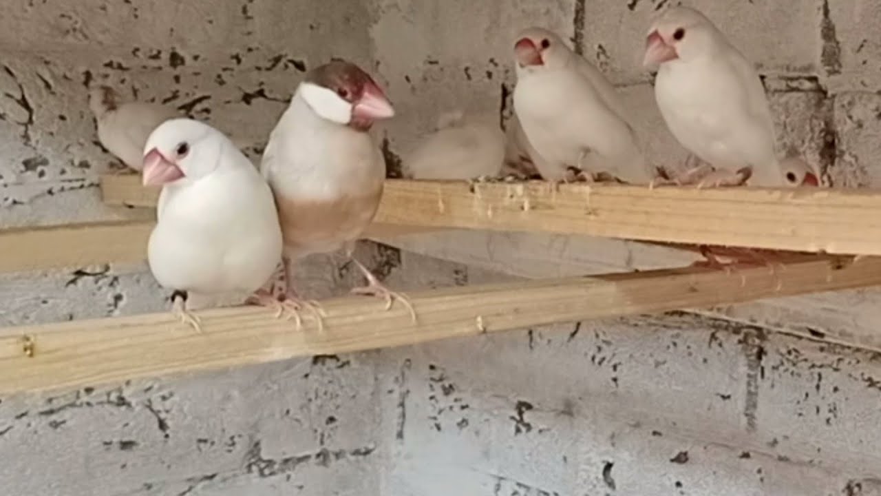 Birds are jumping up and down | java birds sound | java sparrows voice | java finch voice - YouTube