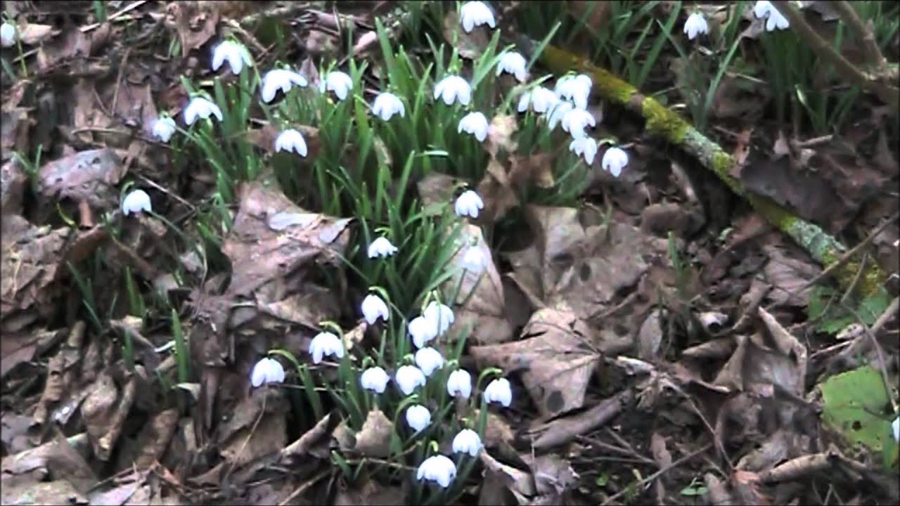 Snowdrops - YouTube