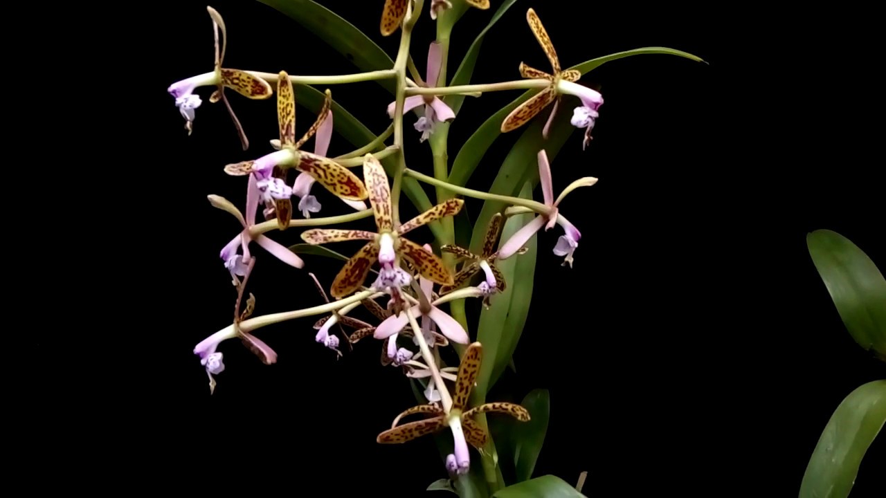 Epidendrum raniferum - YouTube