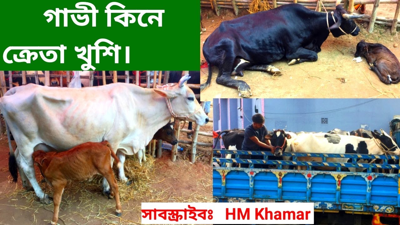 গাভী কিনে ক্রেতা খুশি।শরৎনগর বাজার।গরুর হাট ২০২২।Cow haat 2022.Cow ...