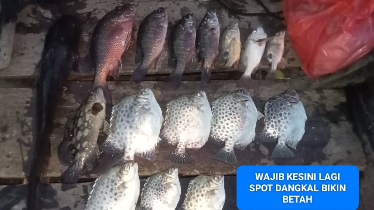 KETEMU SPOT MANCING IKAN KETANG/KIPER DI BELAWAN. Mancing muara tepat ...